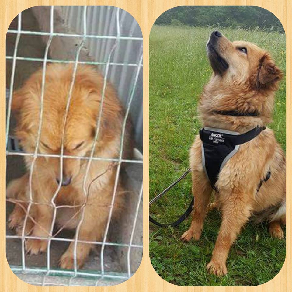 Getting it Right for Your New Romanian Rescue Dog