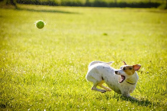 How Playing With Your Dog Can Lead to Better Behaviour